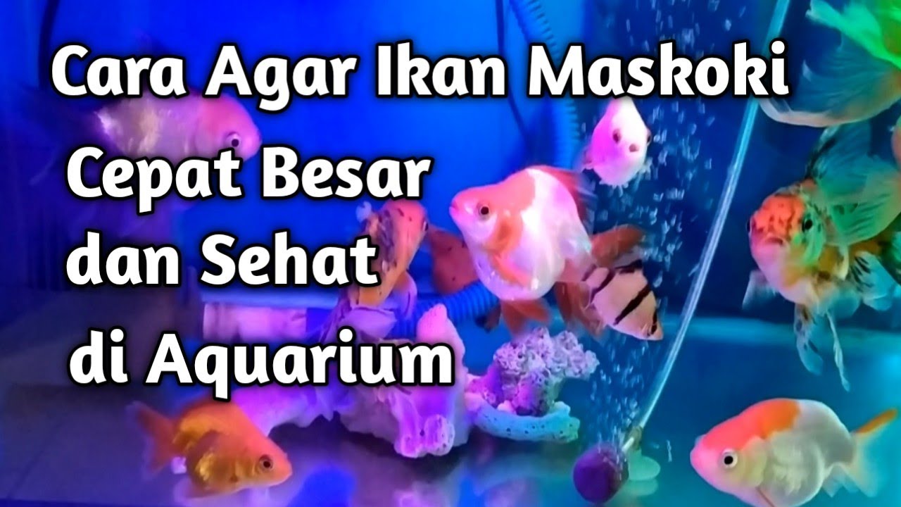 Cara Agar Ikan Maskoki Cepat Besar dan Sehat di Aquarium - YouTube