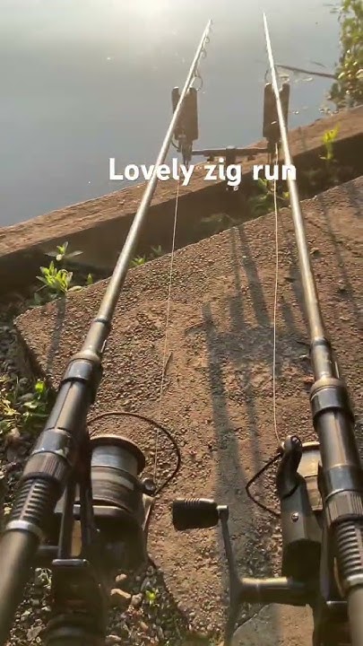 Carp zig run - YouTube