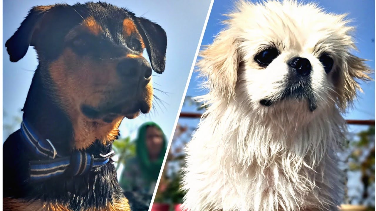 Dogs Bath Nikku and Max | 10th Vlog | By Ankit Pihal - YouTube