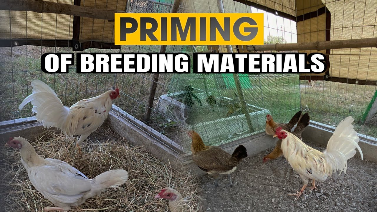 Priming of Breeding Materials - YouTube