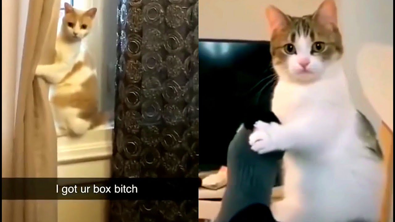CATS Are So FUNNY And SMART 😼😹 - YouTube