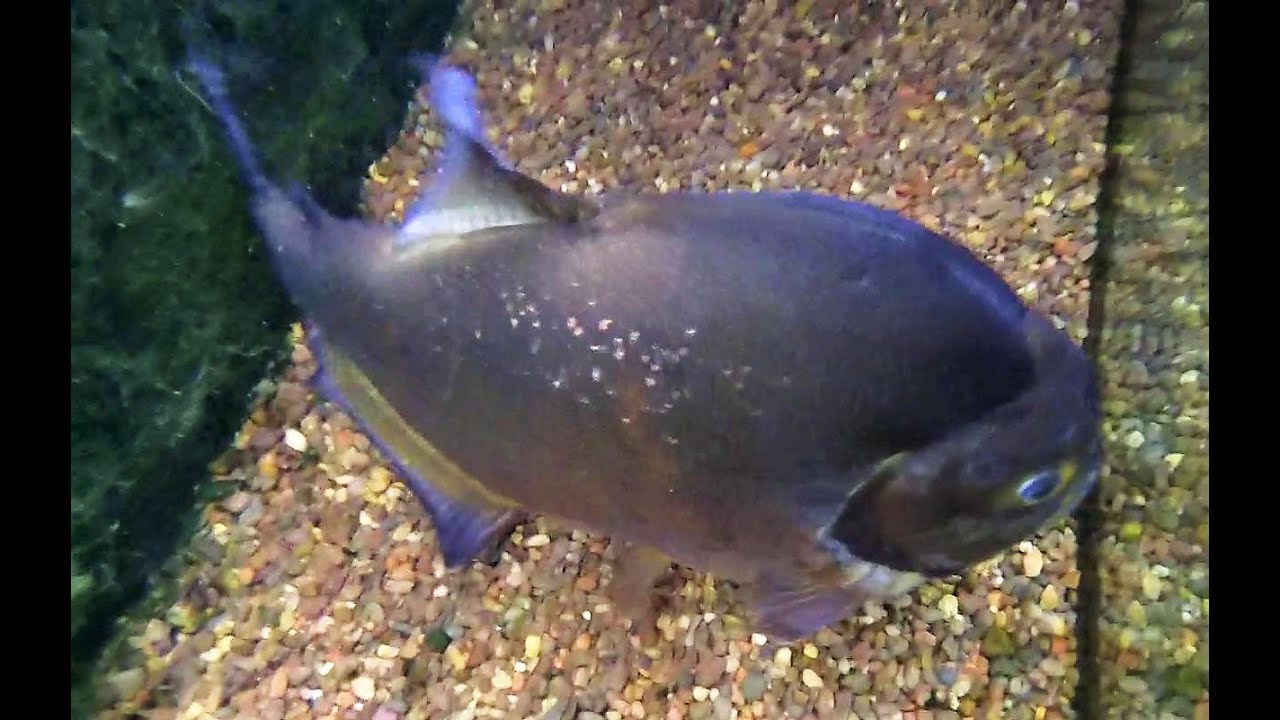 Piranha Big Moby Underwater Footage - YouTube