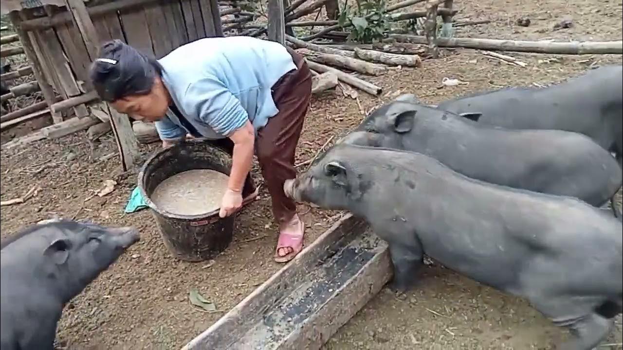 kuv sawv ntxov mu tho tawb lo pub npua os - YouTube