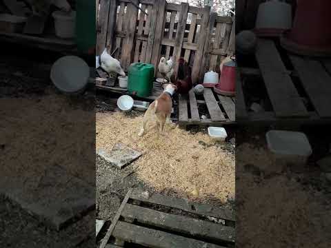 Horoz Efendi Köpeği Yendi