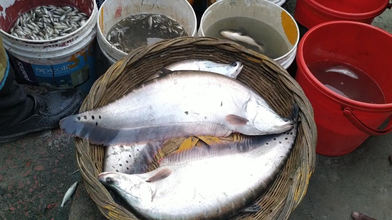 Amazing padam river fish . Padma Fish Market , Live and Big Fish. - YouTube