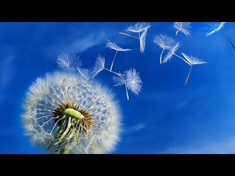 Ən gözəl gül şəkilləri/ Çiçəklər/ Flowers/ Spring/ Yaz fəslinə aid şəkillər/ Landspaces/ Manzaralar