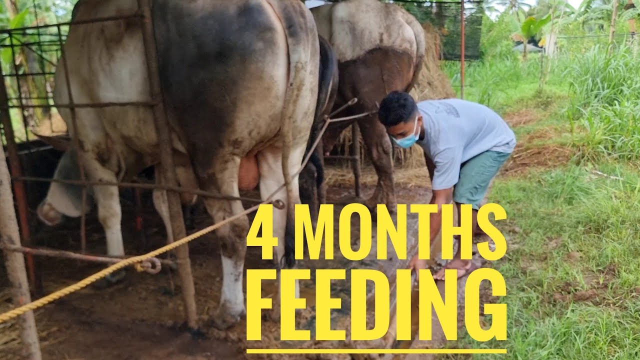 BAKAHAN FATTENING | 4 MONTHS LANG BINTAHAN NA - YouTube