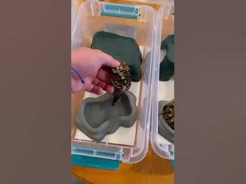 Setting up hatchling ball pythons🔥 #ballpython #reptiles #snake #pets # ...