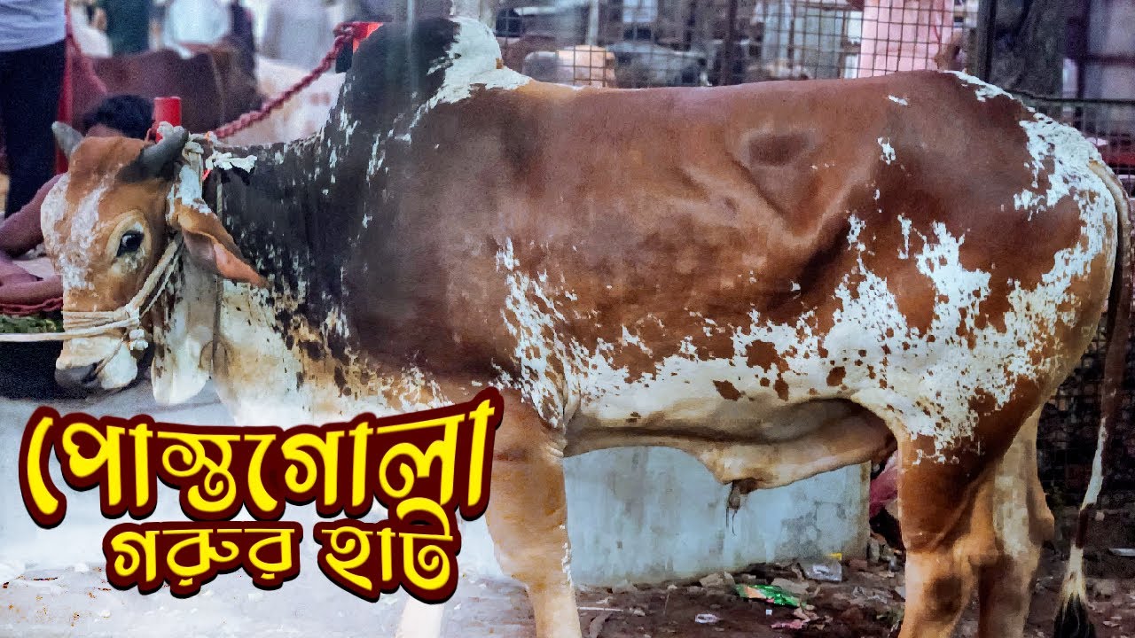 পোস্তগোলা গরুর হাট ২০২৪ | Postogola Shoshan Ghat Gorur Haat 2024 ...