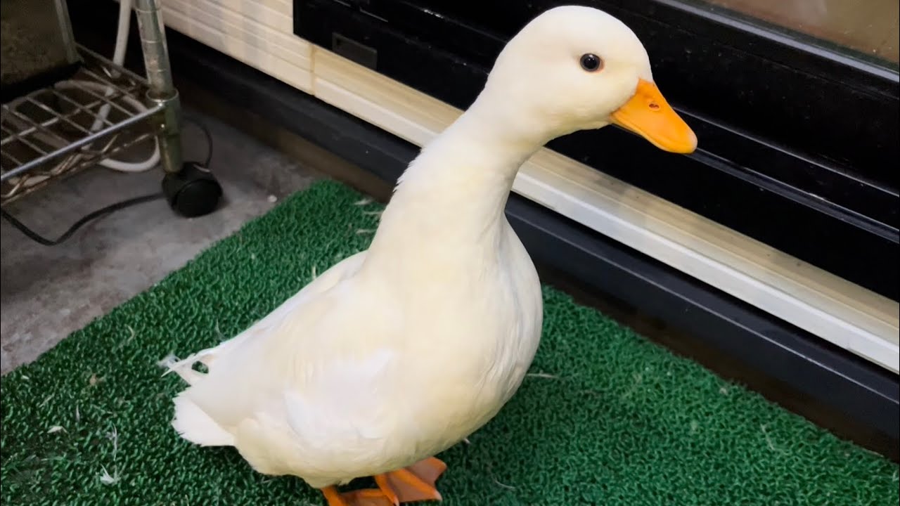 Our Long Call Duck! - YouTube