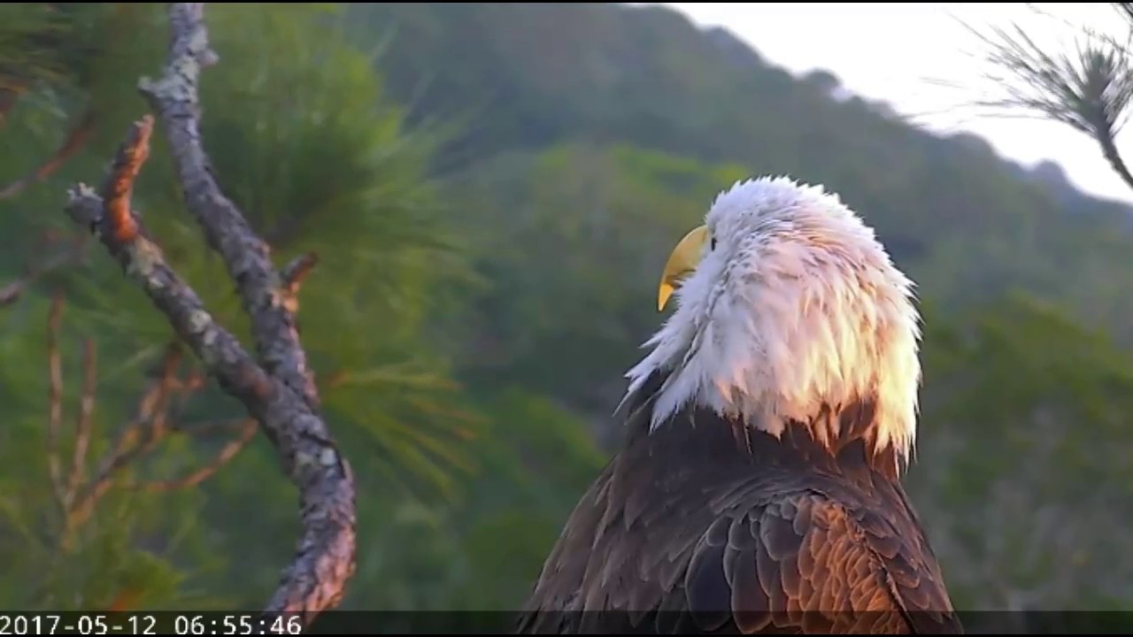 AEF-NEFL 5-12-17 A short visit from Juliet © 2017 American Eagle ...