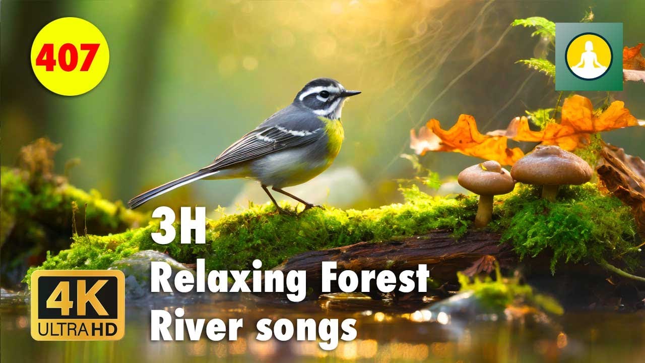 Natural Lullaby: Forest Stream in 4K | ASMR for Restful Sleep ...