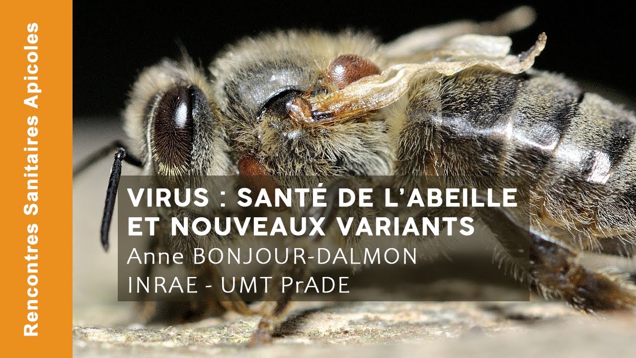 Virus : leur importance dans la santé de l'abeille, les nouveaux ...