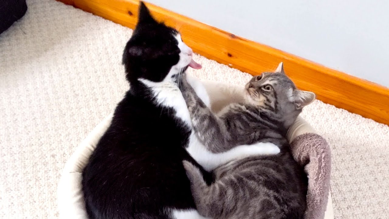 Cats Cuddling Quickly Turns Into Fight - YouTube
