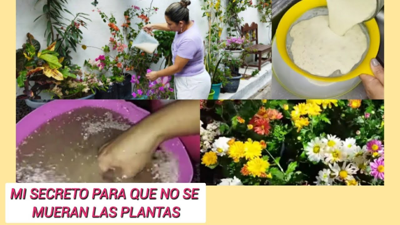 MI SECRETO PARA QUE NO SE MUERAN TUS PLANTAS y exploten en flores💐 ...