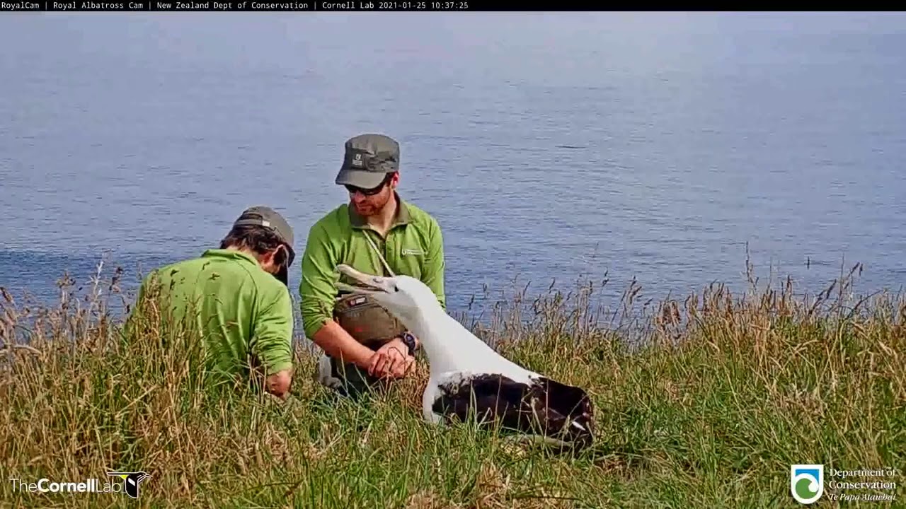 First Health Check For Royal Albatross Hatchling | DOC | Cornell Lab ...