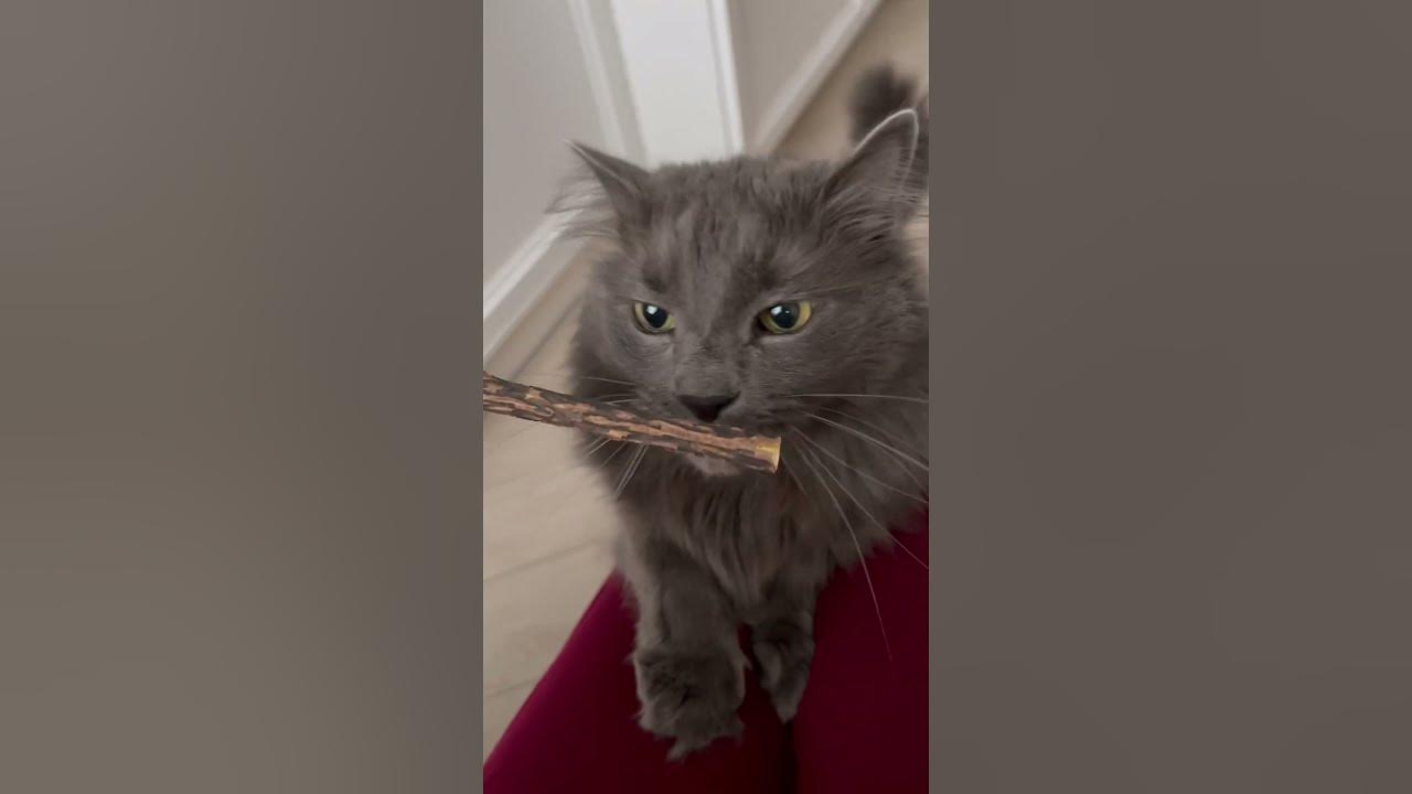 Палочки дерева Мататаби для кошек😻 - YouTube