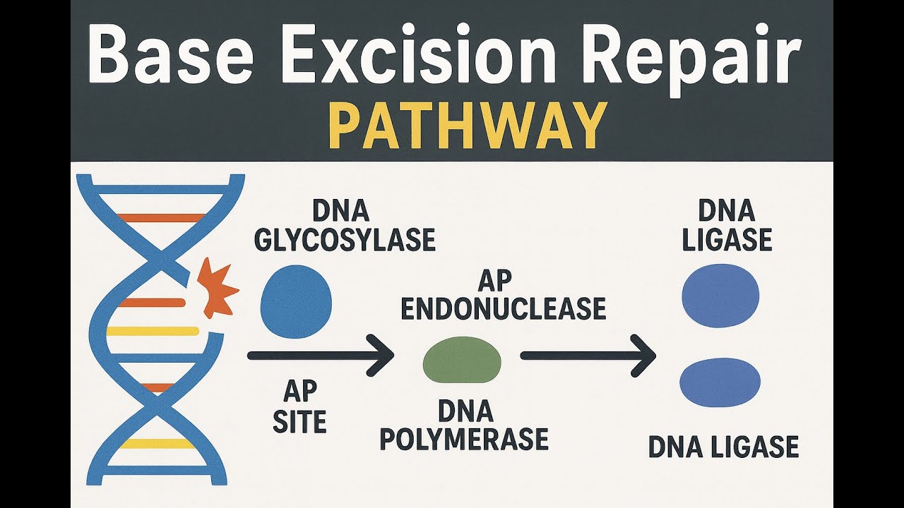 Base Excision Repair Pathway in Prokaryotes & Eukaryotes - Short ...