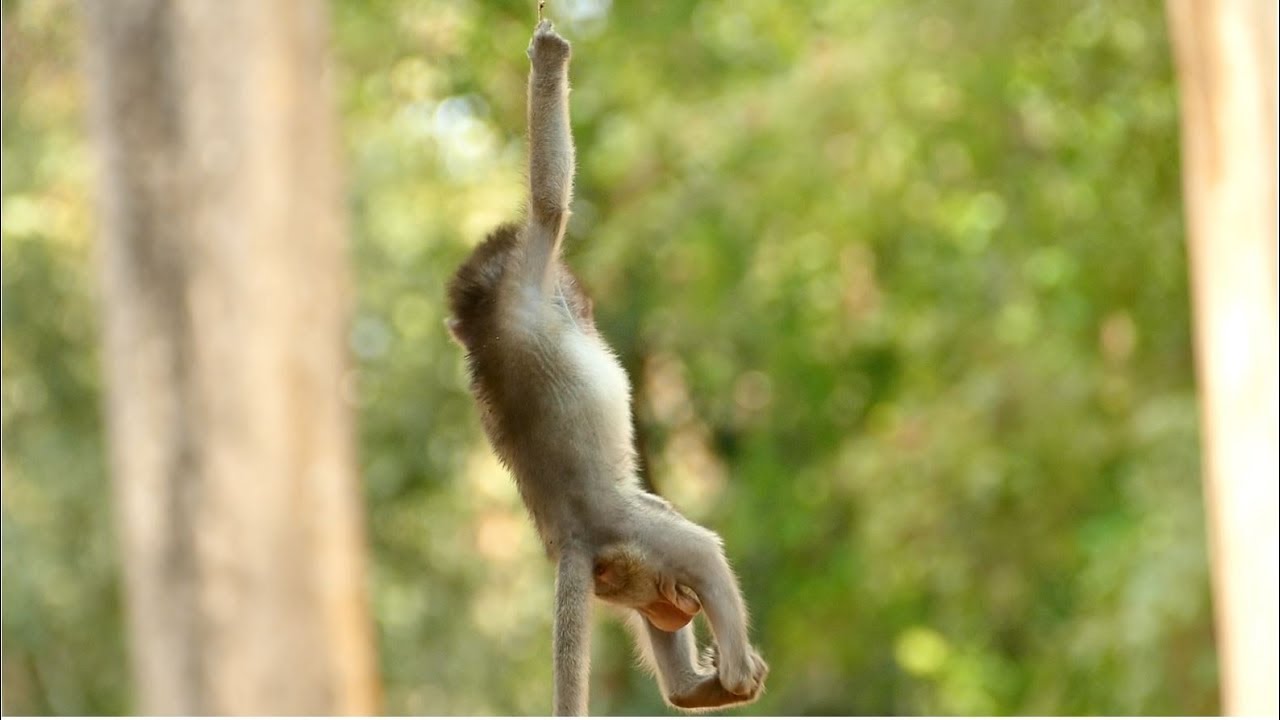 Amazing! Look At This Picture With Baby Monkey, What Happened With This ...