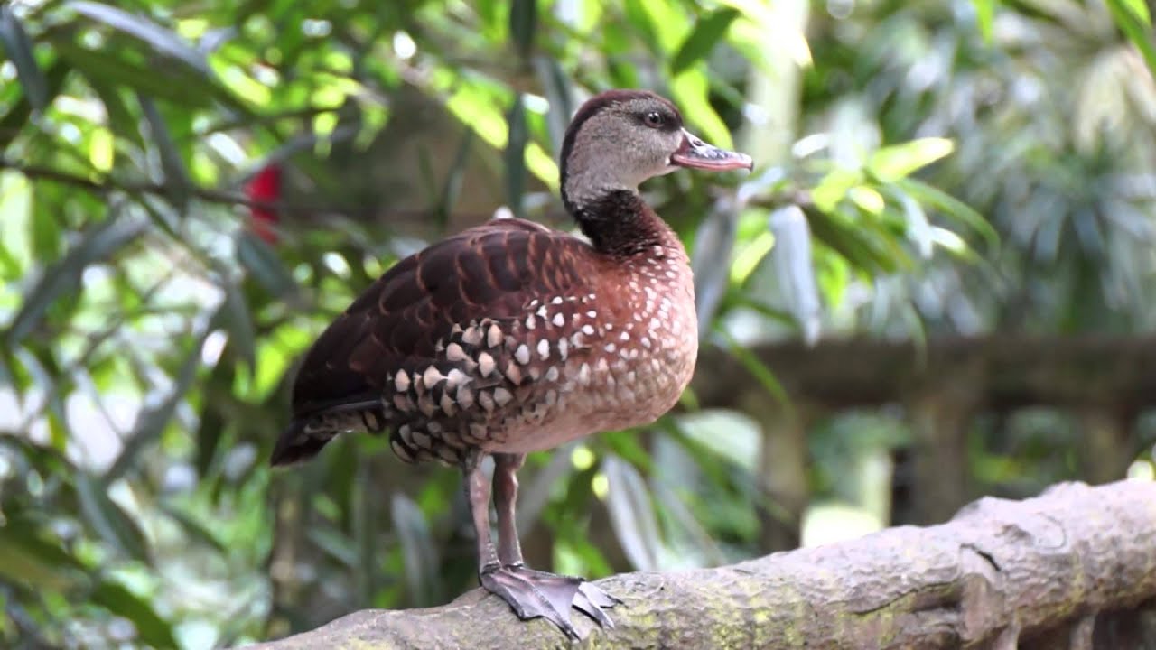 Cute Duck Learning to Fly - YouTube