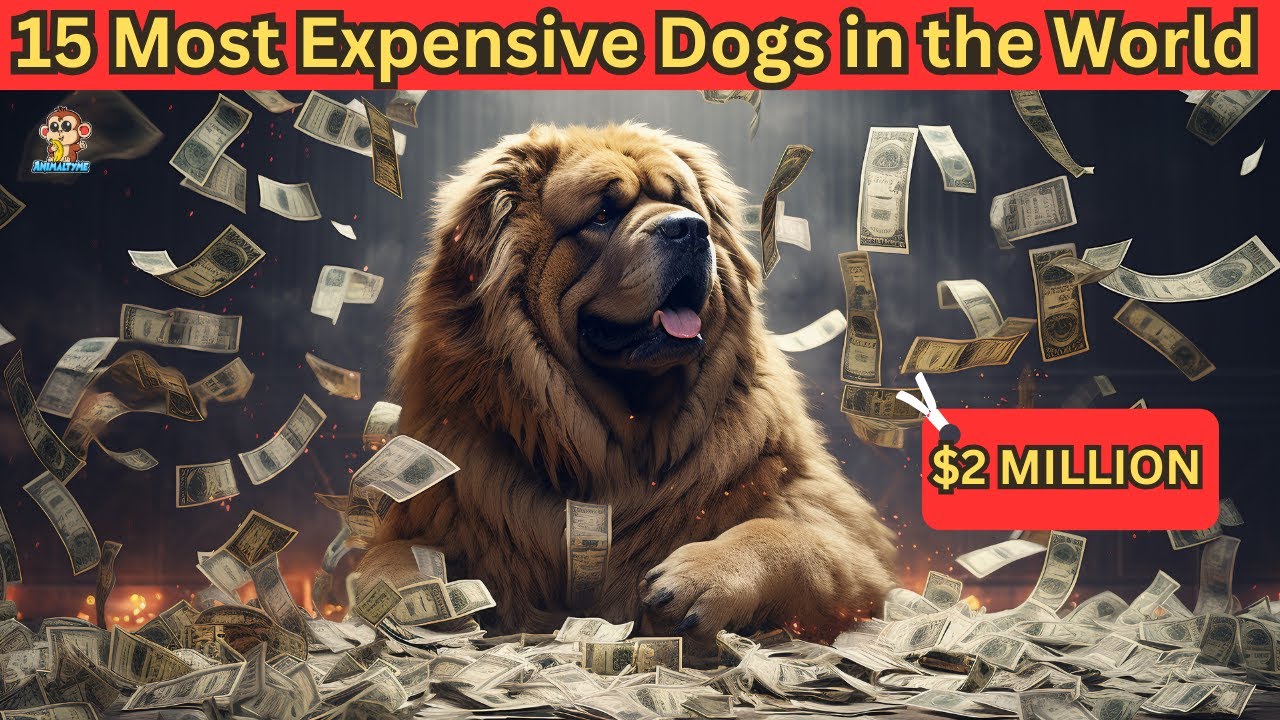 15 Most Expensive Dogs in the World - YouTube