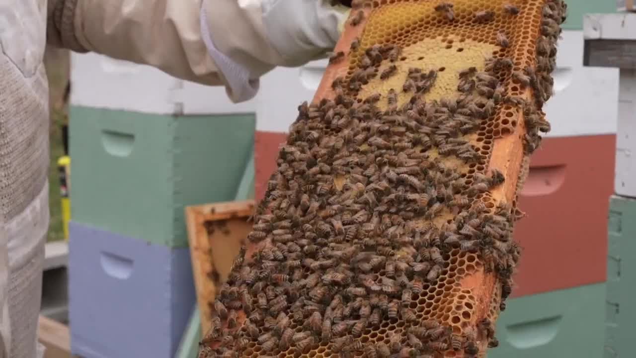 Why the honeybee population is declining, and what you can do to help ...