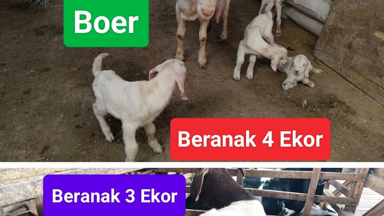 Kandang Wedhus'e Bagus Panen Cempe Boer - YouTube