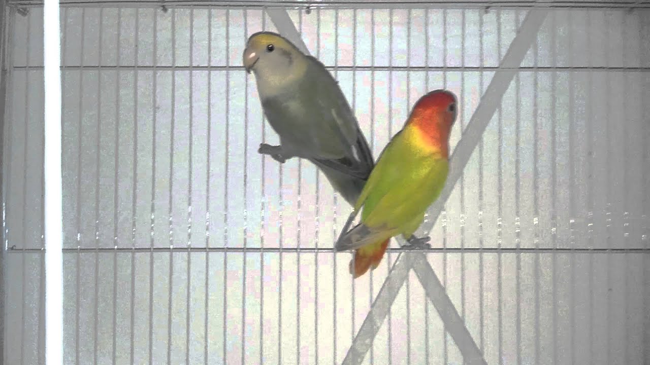 Opaline Lovebird pair - YouTube