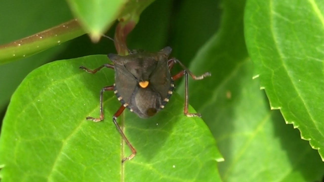 Red-legged shieldbug - YouTube