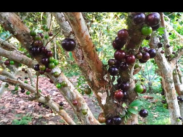 Uvas Que Crecen En Los Arboles