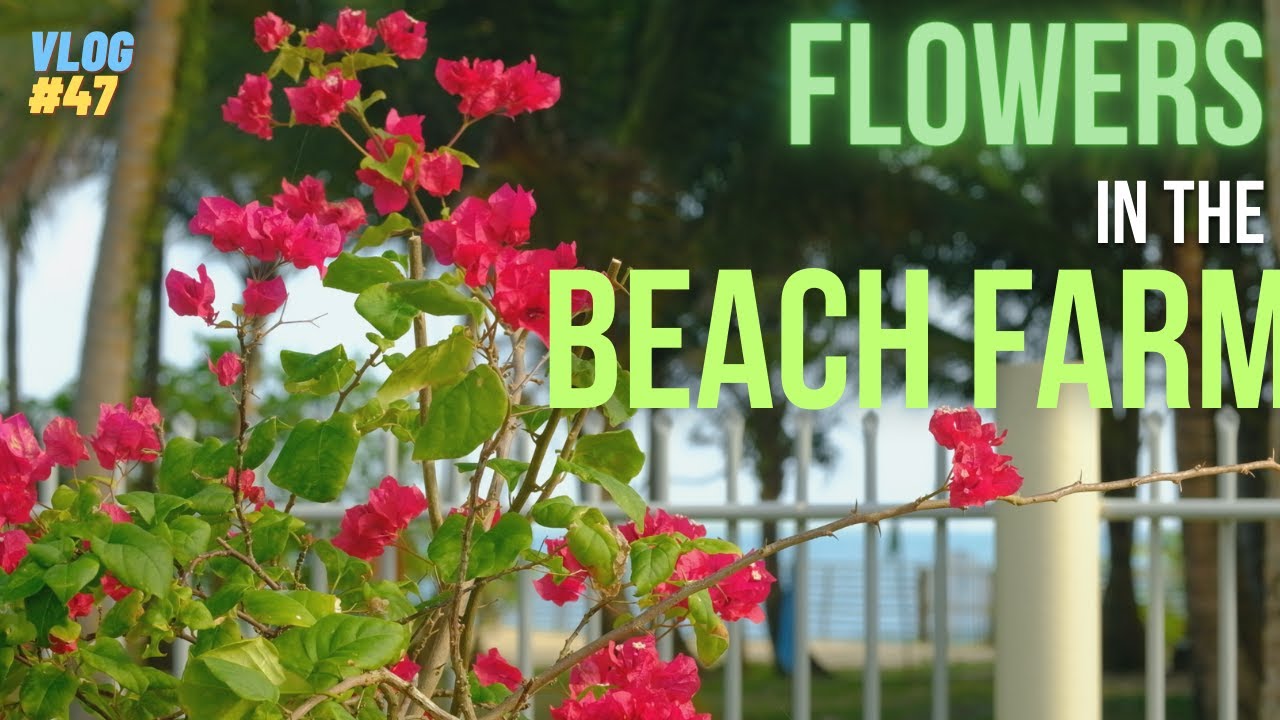 Flowers and Plants for Our Beach House | Beach Farm in Northern Samar ...