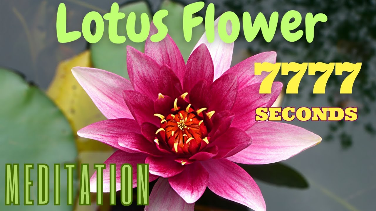 Lotus Flower Meditation | 432 Hz | Jupiter | Solfeggio | Feng Shui ...
