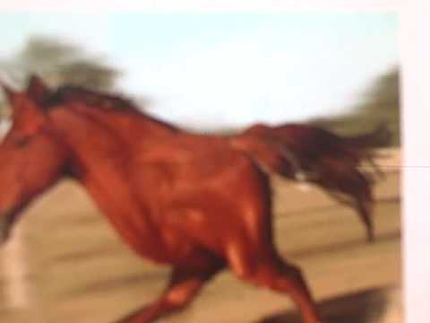 2-legged horse - YouTube