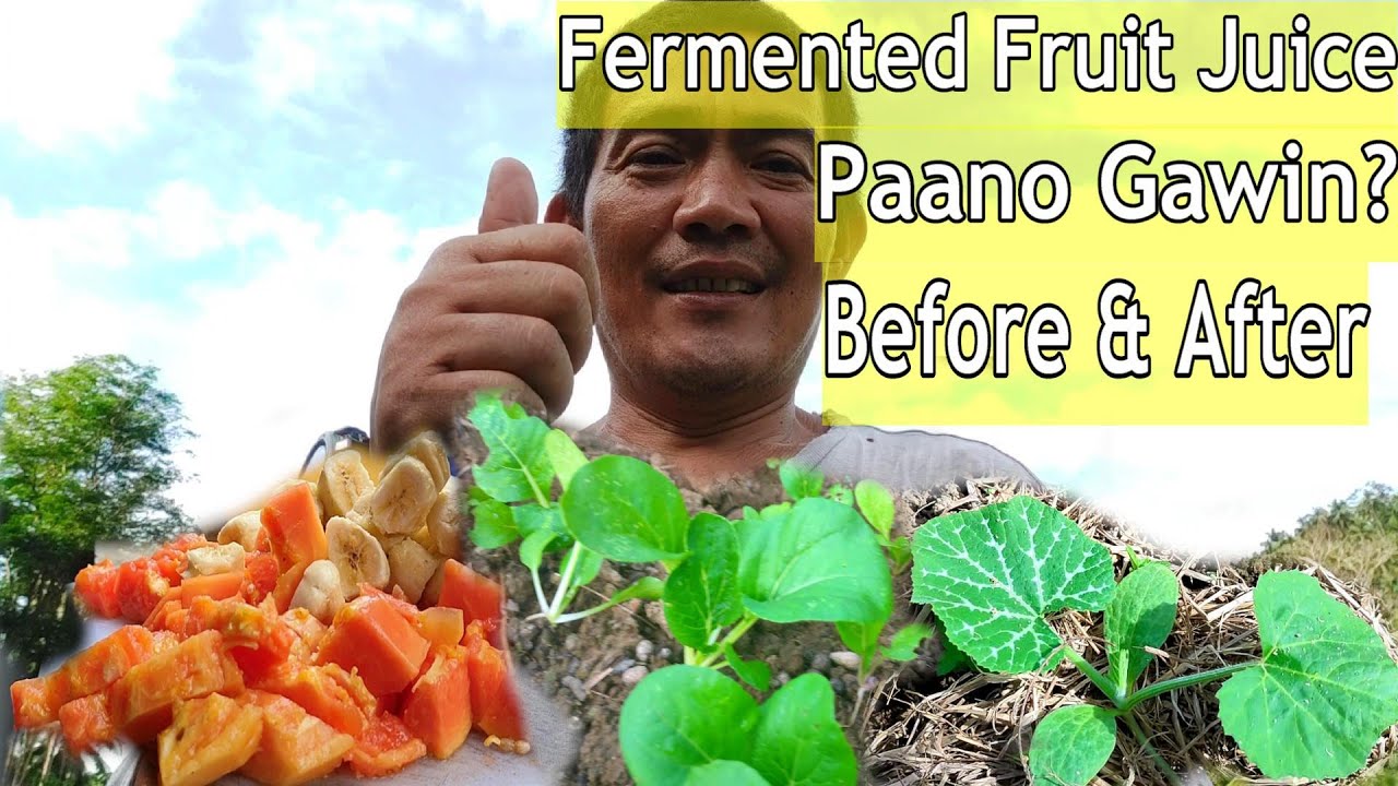 Fermented Fruit Juice 101:Paano Gawin, I-apply at Epekto Sa Halman?FFJ ...