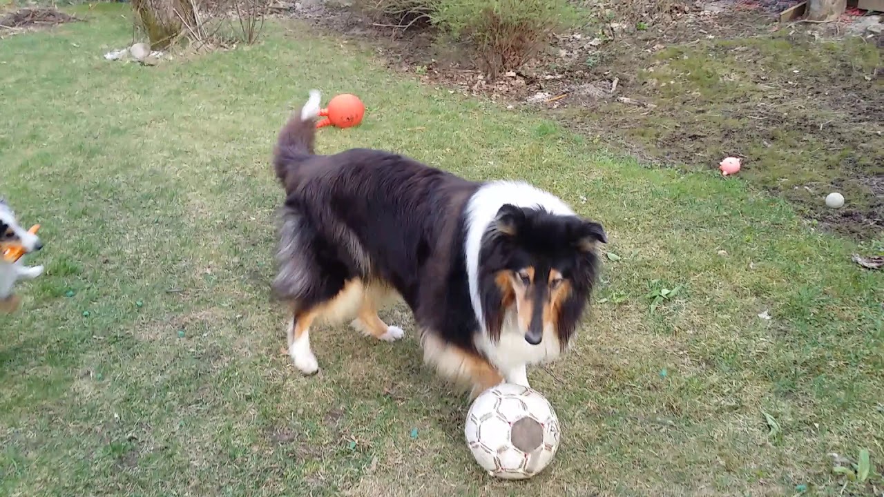 Sheltie puppy playing with an older collie | CUTEST DOG FRIENDS - YouTube