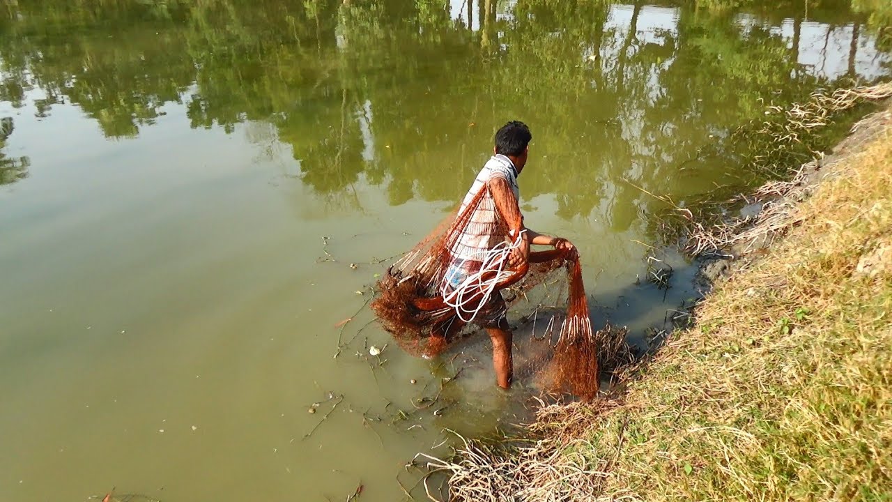 Net Fishing | Catching Fish With Cast Net | Net Fishing in the village ...