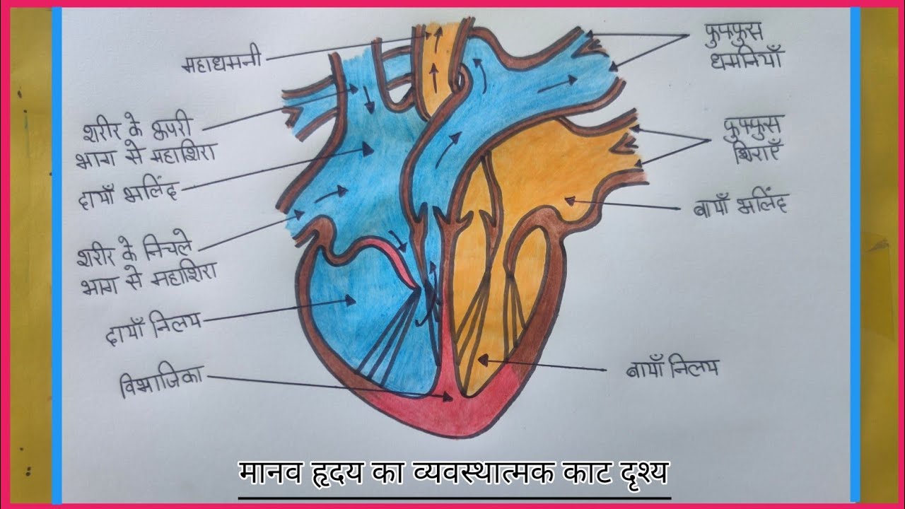 मानव हृदय का व्यवस्थात्मक काट दृश्य // Human Heart Diagram Drawing ...