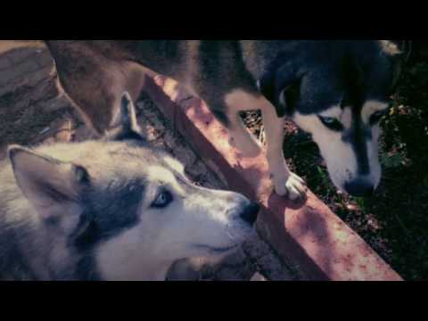 İyi ki Doğdun Kobe-Et Sever Köpek Pasta Tarifi