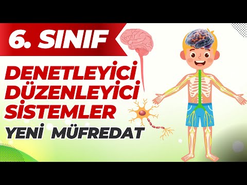 Denetleyici ve Düzenleyici Sistemler | 6. Sınıf Fen 3. Ünite