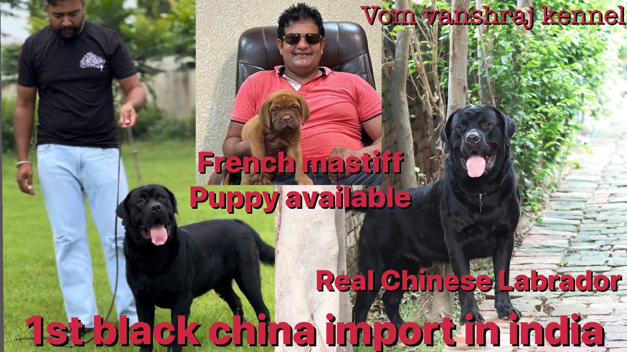 First black china import real Chinese Labrador in India - YouTube