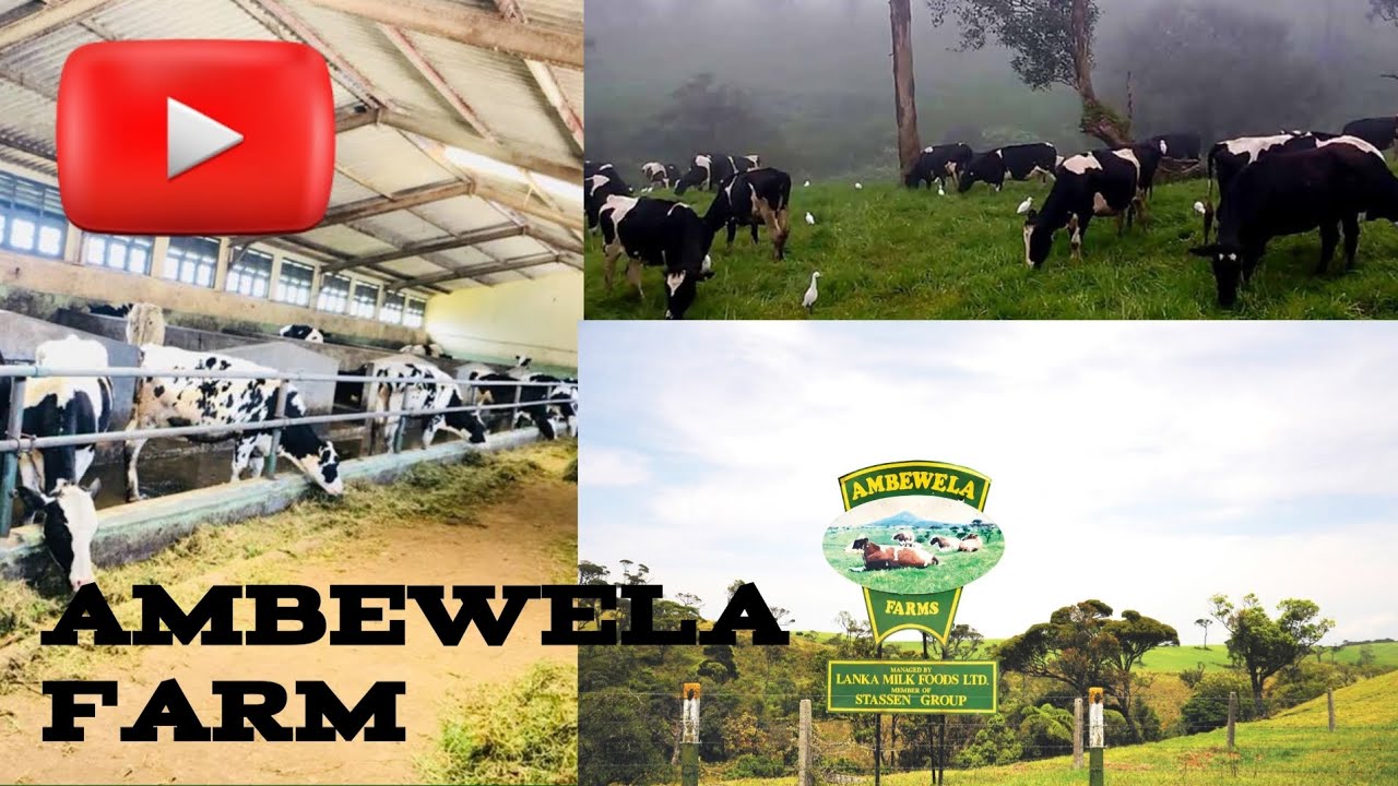 Ambewela Farm | Morning Click | Society_Vlogs - YouTube