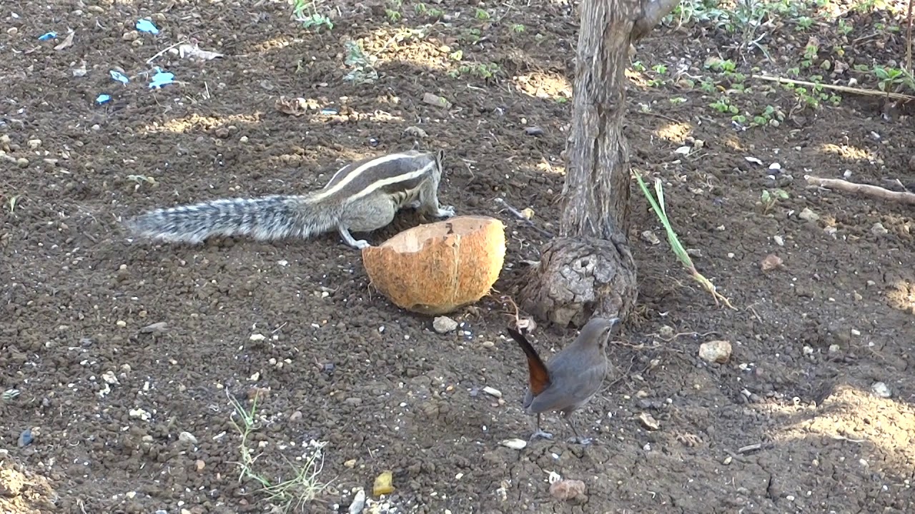 Squirrel (Gilhari) and Bird - Food Time - YouTube