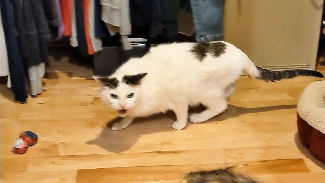 My Cat Hisses At Kids YouTube my-cat-hisses-at-kids-youtube