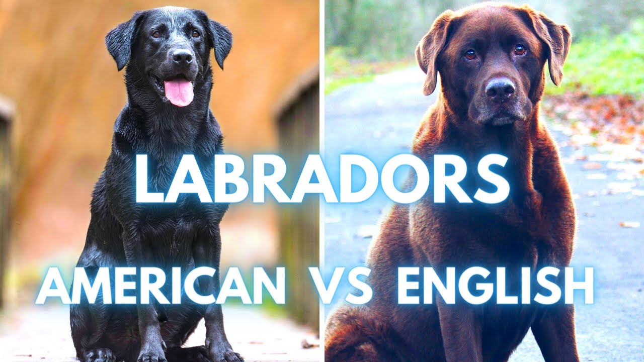 American Labrador vs English Labrador Retriever - What is the ...