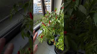 Tabasco Chili growing indoors - first harvest after 6 weeks #chiliheads #chilipeppers #gardening