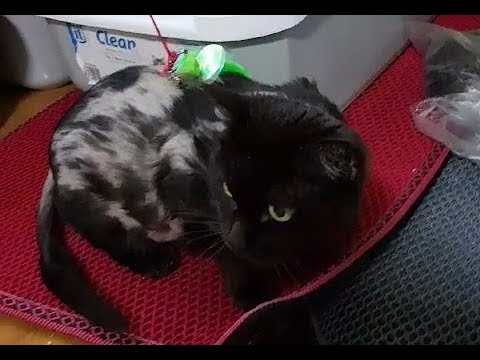 [T410 - C343] 임보13일차 - 잘먹고 잘노는 \