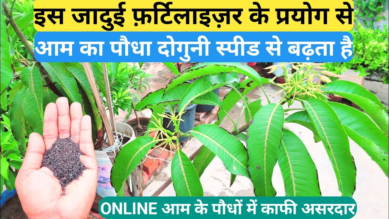यह जादुई फर्टिलाइजर आम के पौधे की ग्रोथ को दोगुनी करता है || BEST MANGO ...