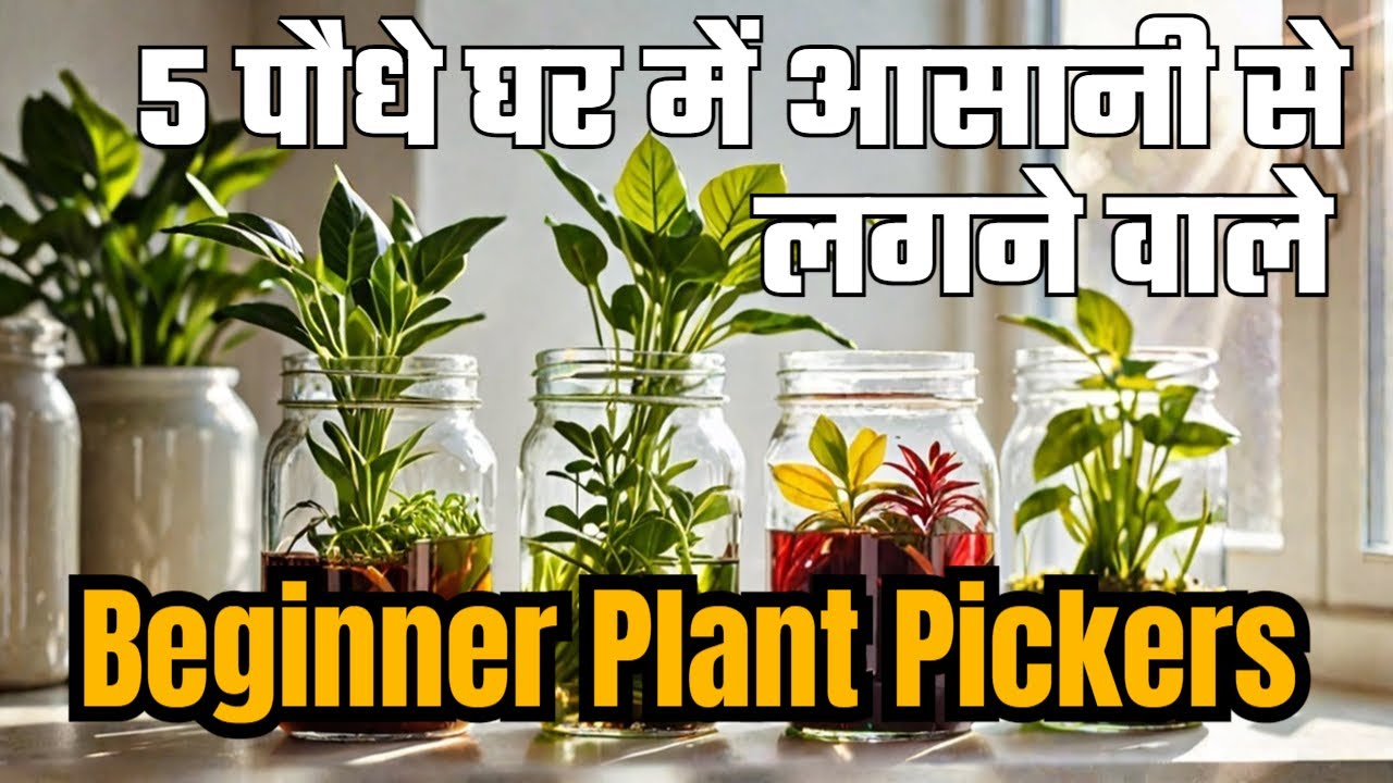 Top 5 Plants For Beginners || Easy Plants Grow From Cuttings - YouTube
