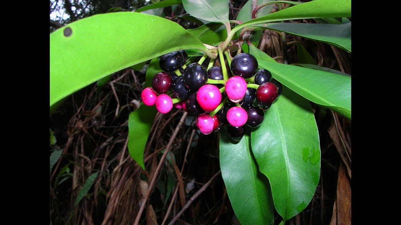 Buni Keraton Buah & Bunga Herbal Tanaman Hias Lampeni/Lempeni - YouTube