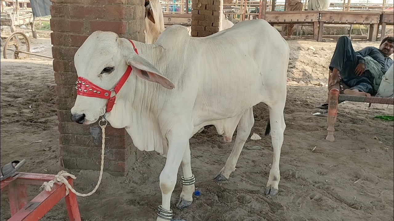 Lahore Cow Mandi Chronicles | Where Tradition and Commerce Converge ...